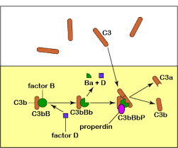 Pengertian, Macam, dan Fungsi Sistem Komplemen, Penjelasan LENGKAP ...