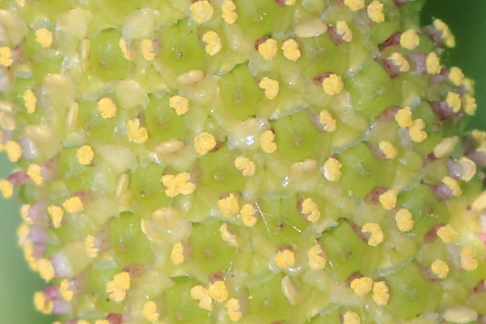 1000 Leidse soorten: Soort van de week 2: Kalmoes - Acorus calamus