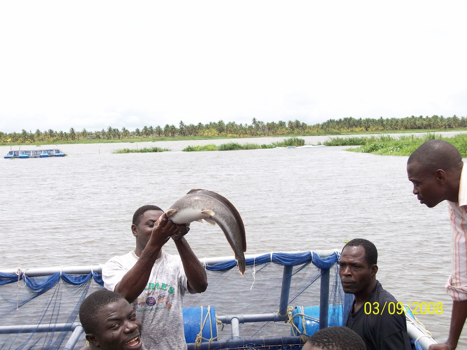 CAGE AND PEN FISH CULTURE IN NIGERIA -GANZALLO TAIWO 08034545145