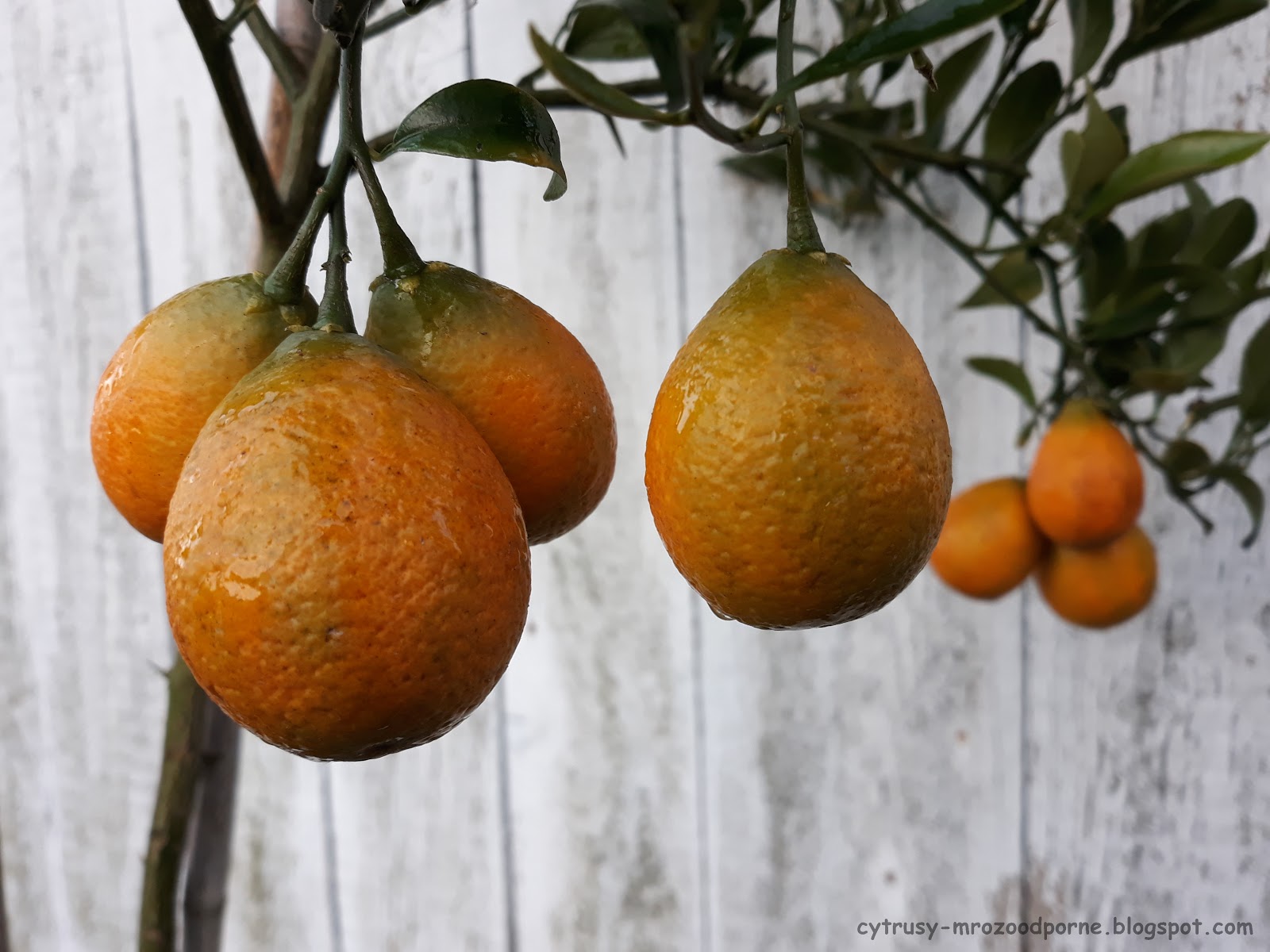 Cytrusy Mrozoodporne: Citrangequat Thomasville