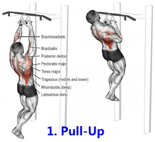 Best Exercises for a Full Back and Biceps Workout