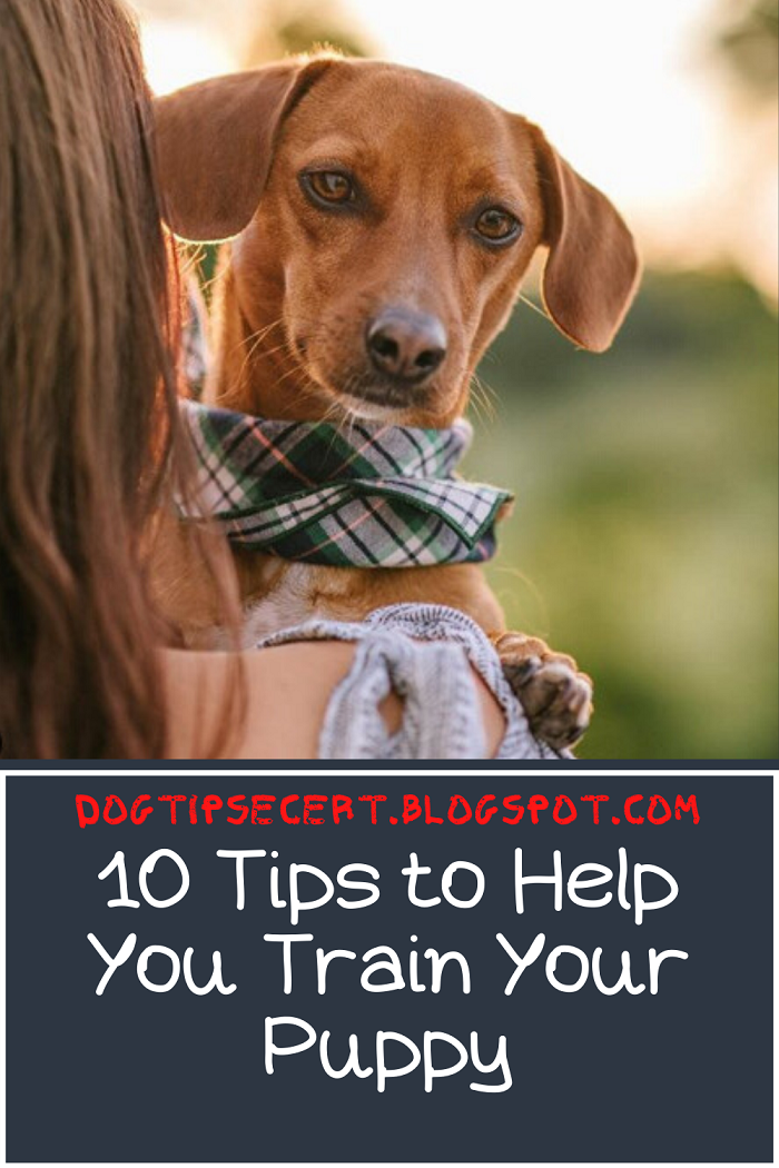 Dog Tips Secret - 10 Tips to Help You Train Your Puppy | Dog Tips Secret