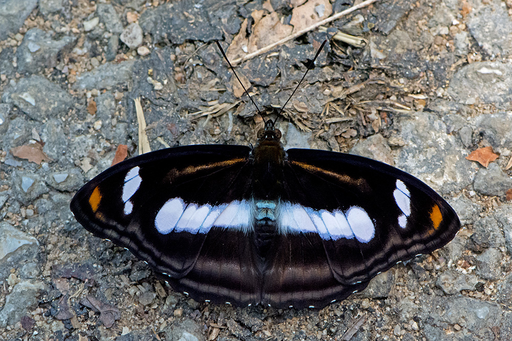 Athyma cama | BugsAlive