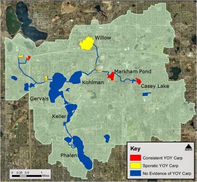 The Ripple Effect: Carp Research Wraps Up for the Holidays