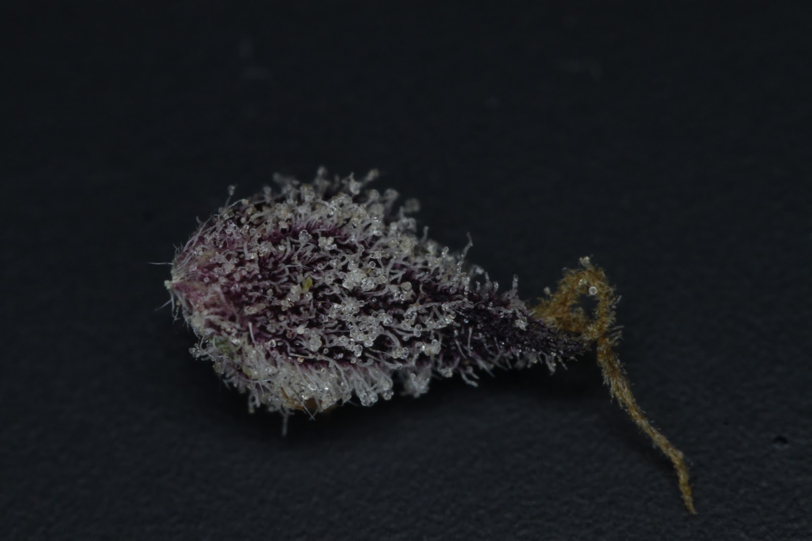 King County Cannabis: Deep Purple