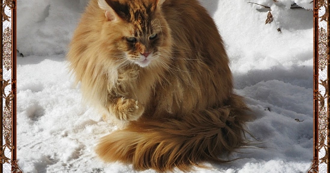 All About Lacocoon Dante: DANTE IS A SUPER CAT!