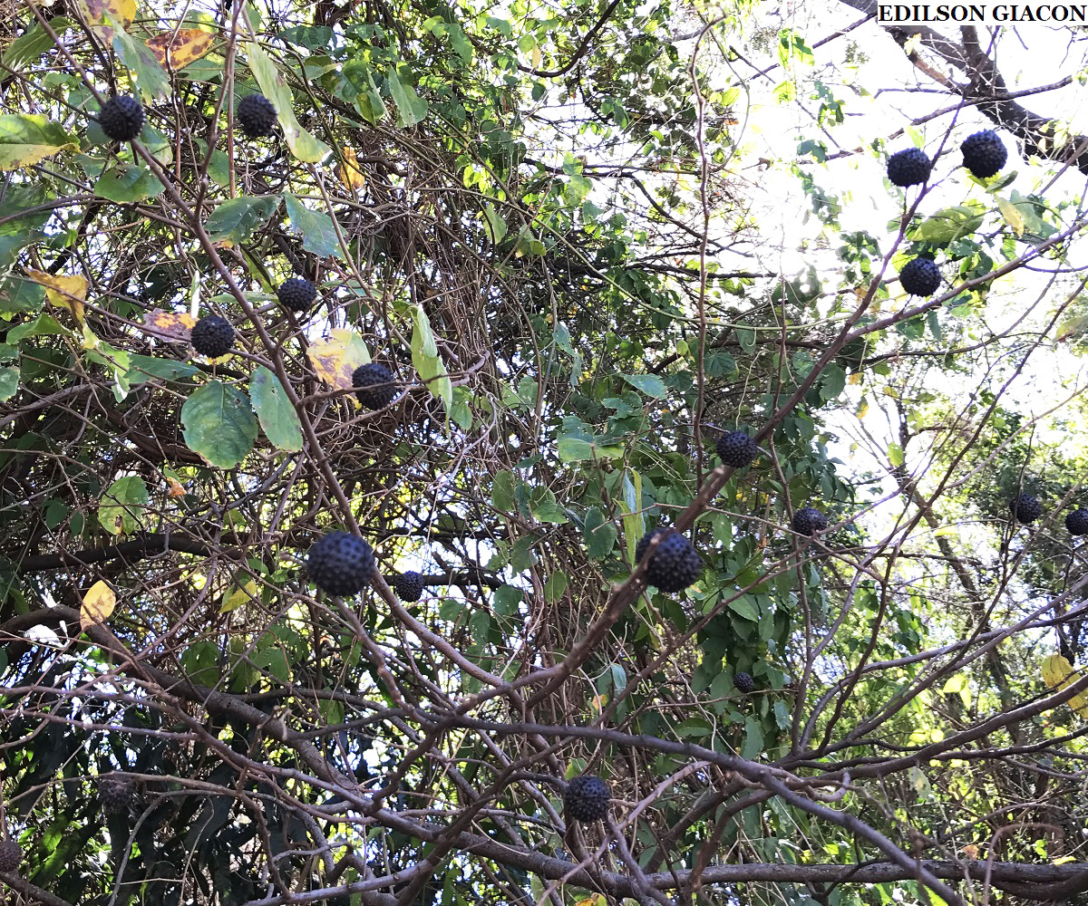 Viveiro Ciprest - Plantas Nativas e Exóticas: Mutamba ou Mutambo ...