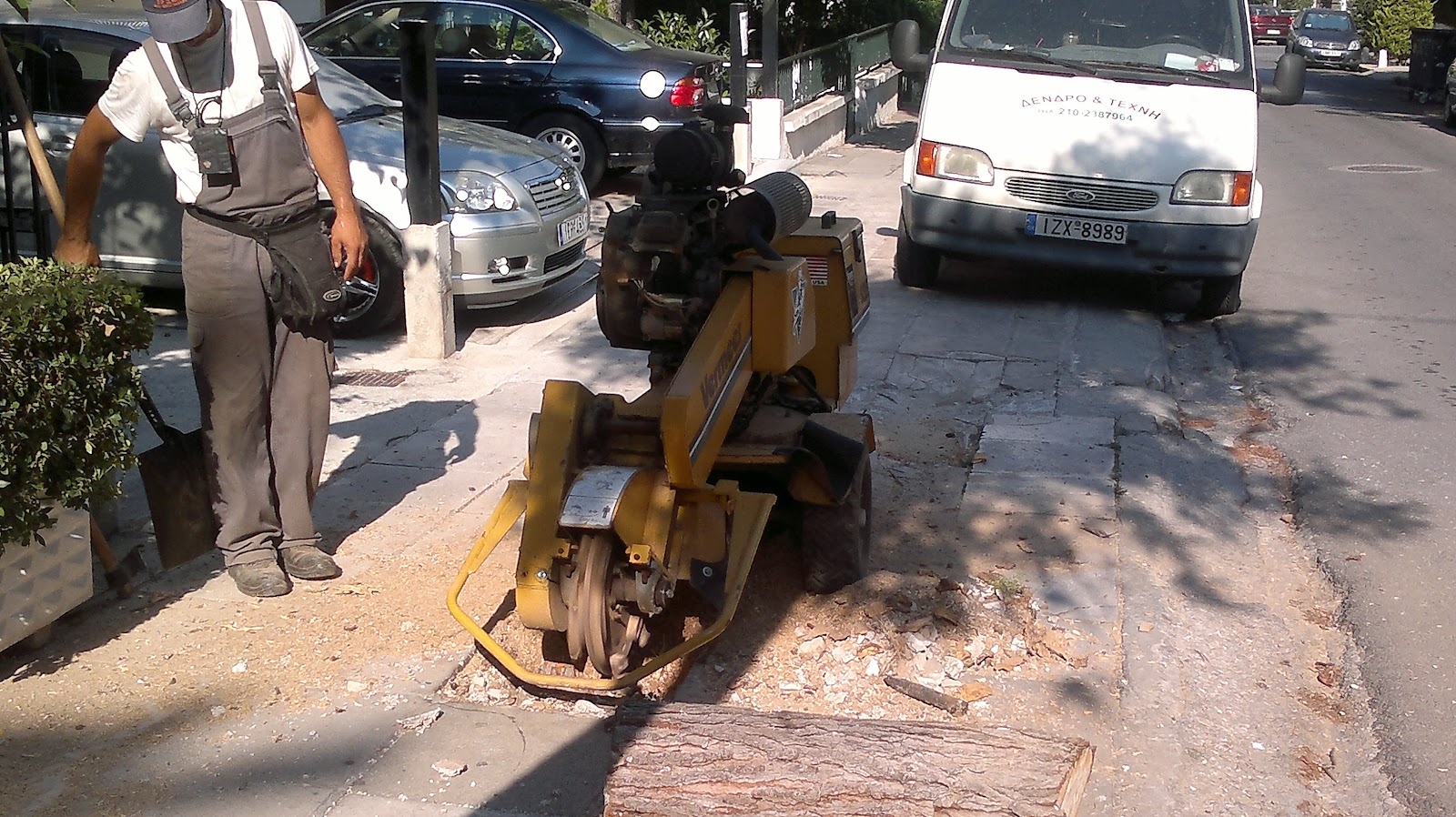 ΔΕΝΔΡΟ & ΤΕΧΝΗ ΚΛΑΔΕΜΑ ΕΥΚΑΛΥΠΤΩΝ