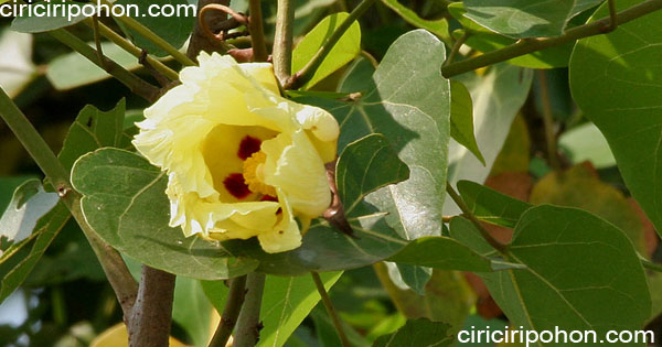 Ketahui Persebaran Pohon Waru di Seluruh Dunia - Ciriciripohon.com