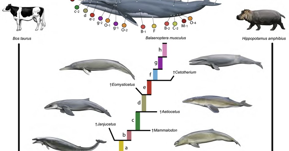 Species New to Science: [Cetology • 2013] A Phylogenetic Blueprint for ...