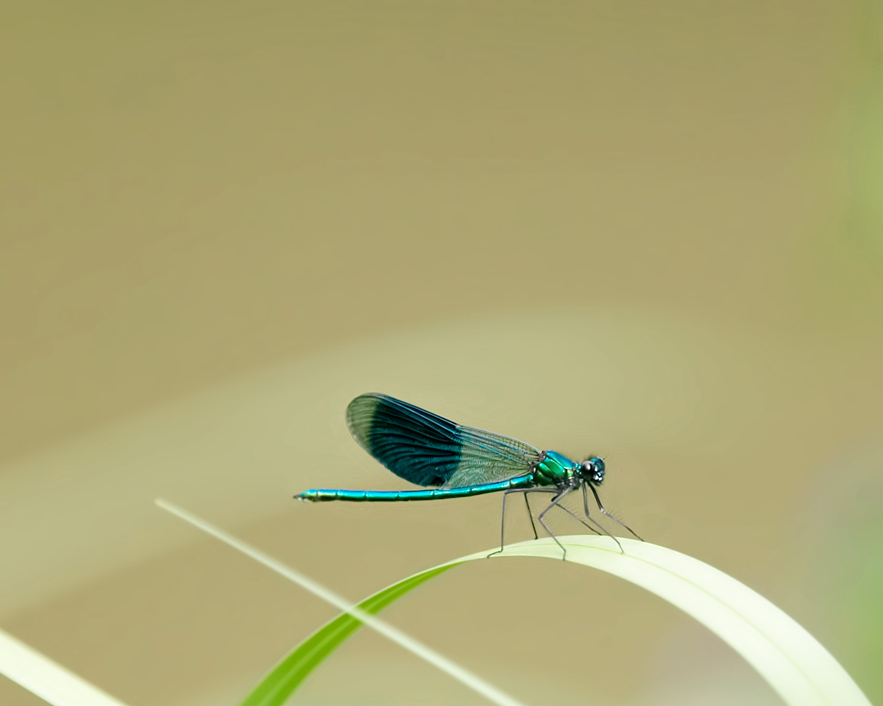 Wallpaper Sea: dragonfly