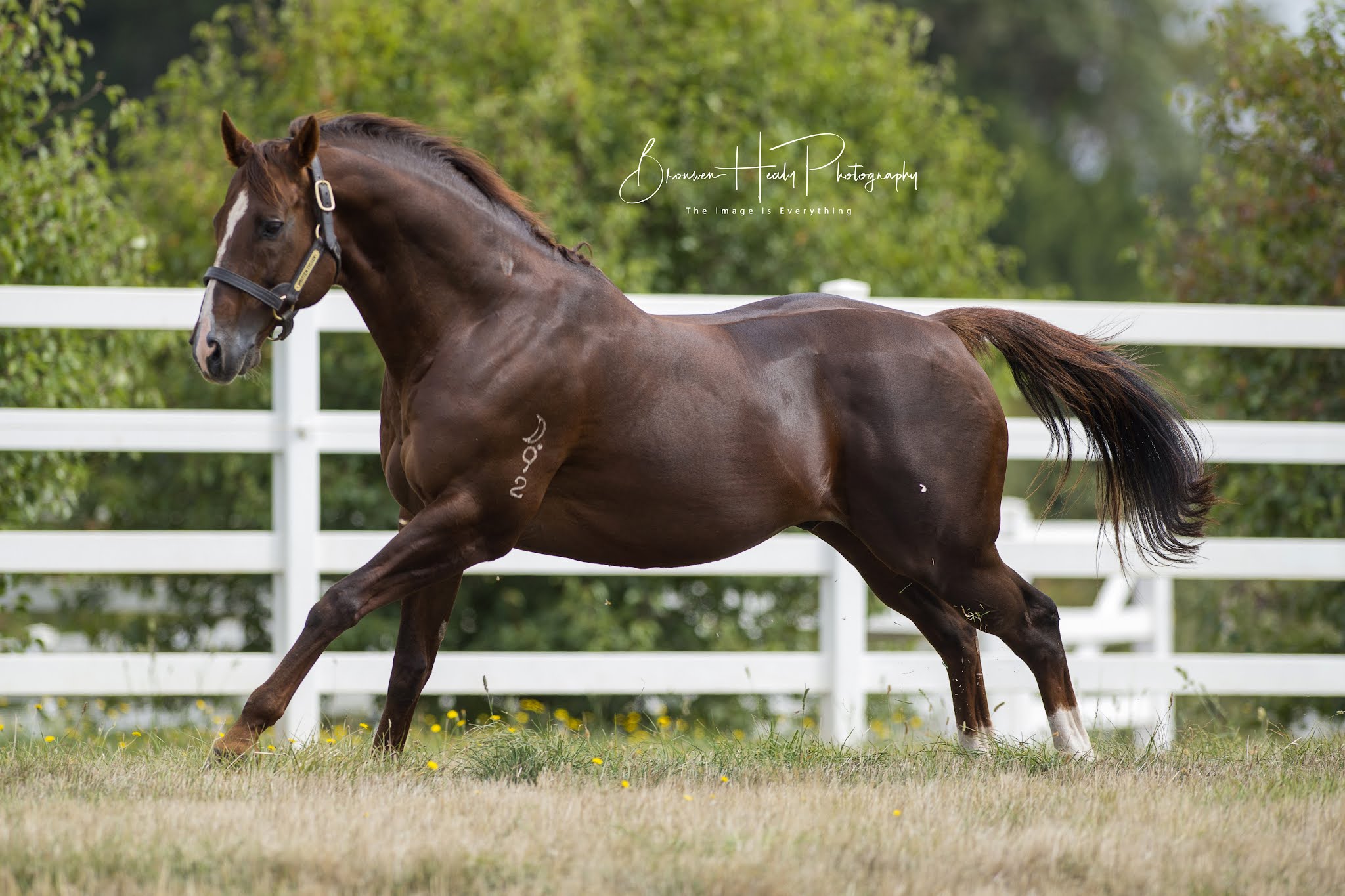 The Rise and Rise of Written Tycoon - Champion Australian Stallion for ...