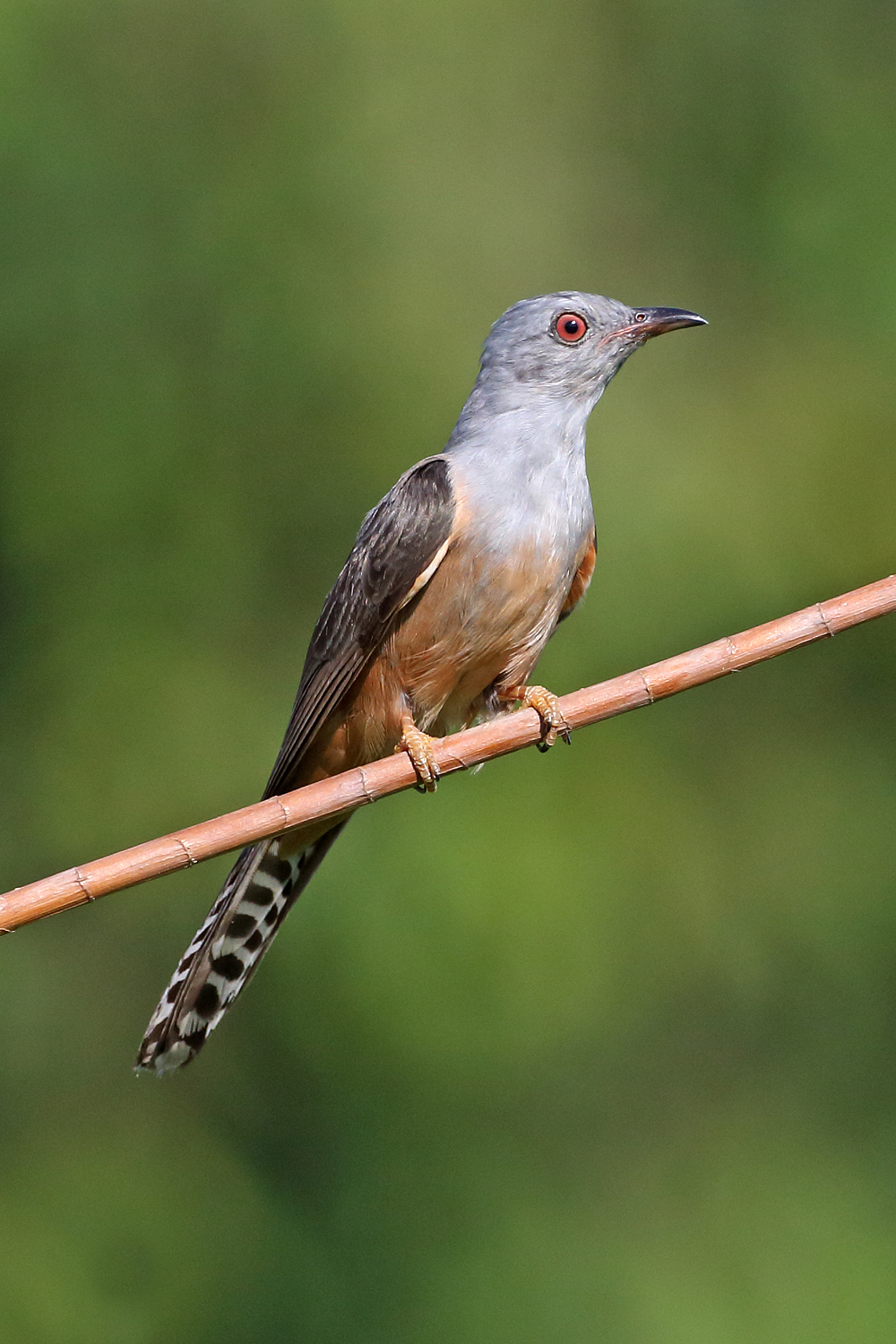 Pertinent perches are paramount