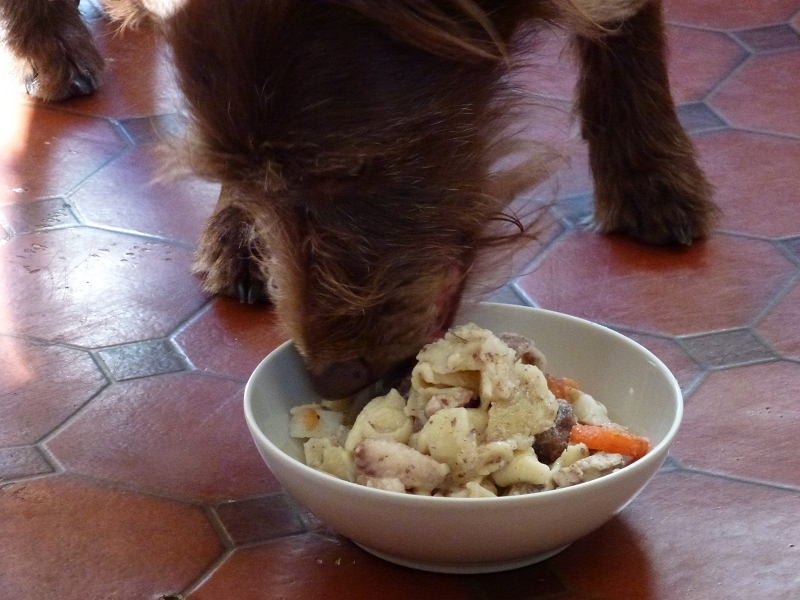 A2Z Pets - Pet Animal, Pet Feed, Pet management, Pet Medicine, Pet ...