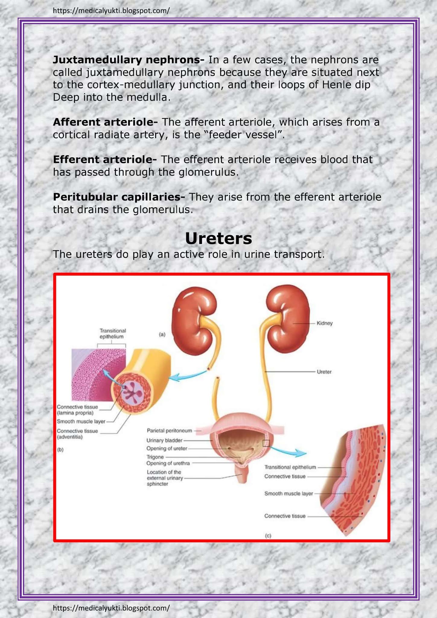Urinary System Anatomy Physiology - Medical Yukti