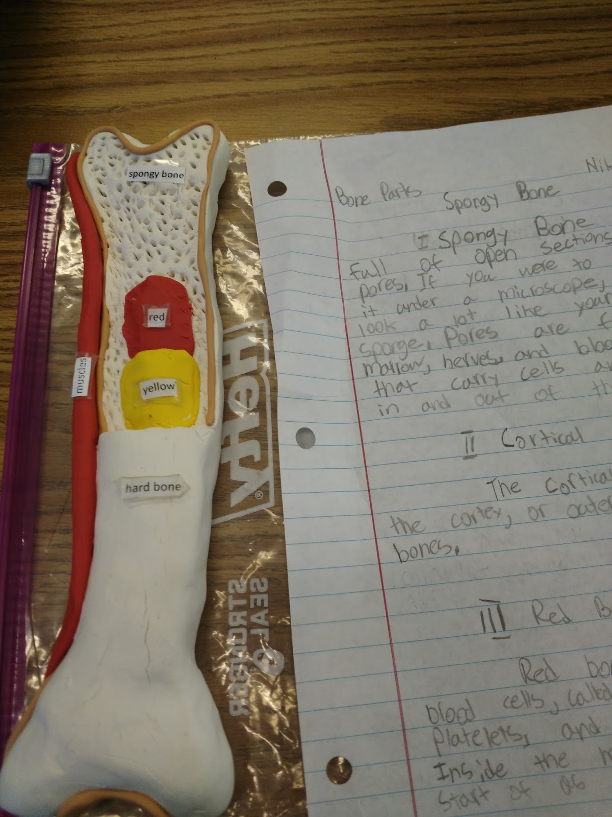 In 5th Grade with Teacher Julia: Students Created BONES!!