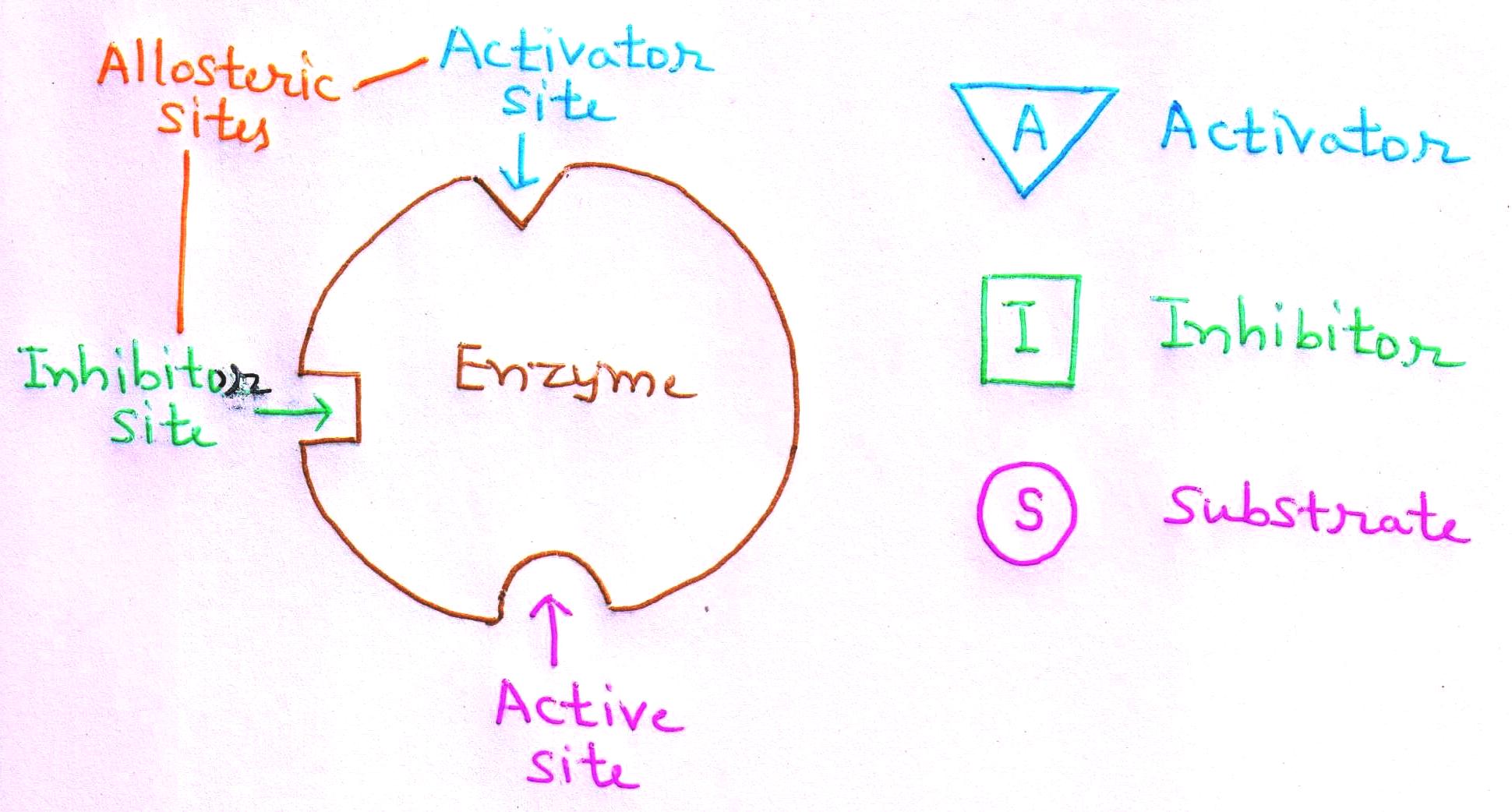 Enzymes: General Properties; Classification; Mechanism of Action ...
