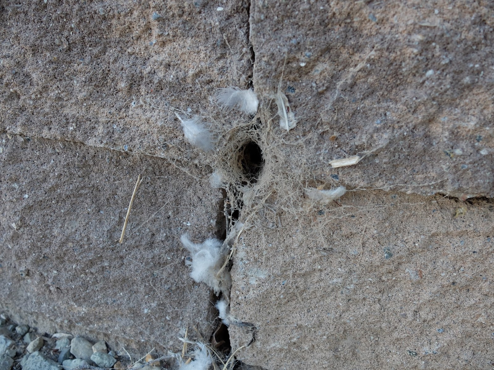 TravelMarx: Kukulcania arizonica – Arizona Black Hole Spider (Would the ...