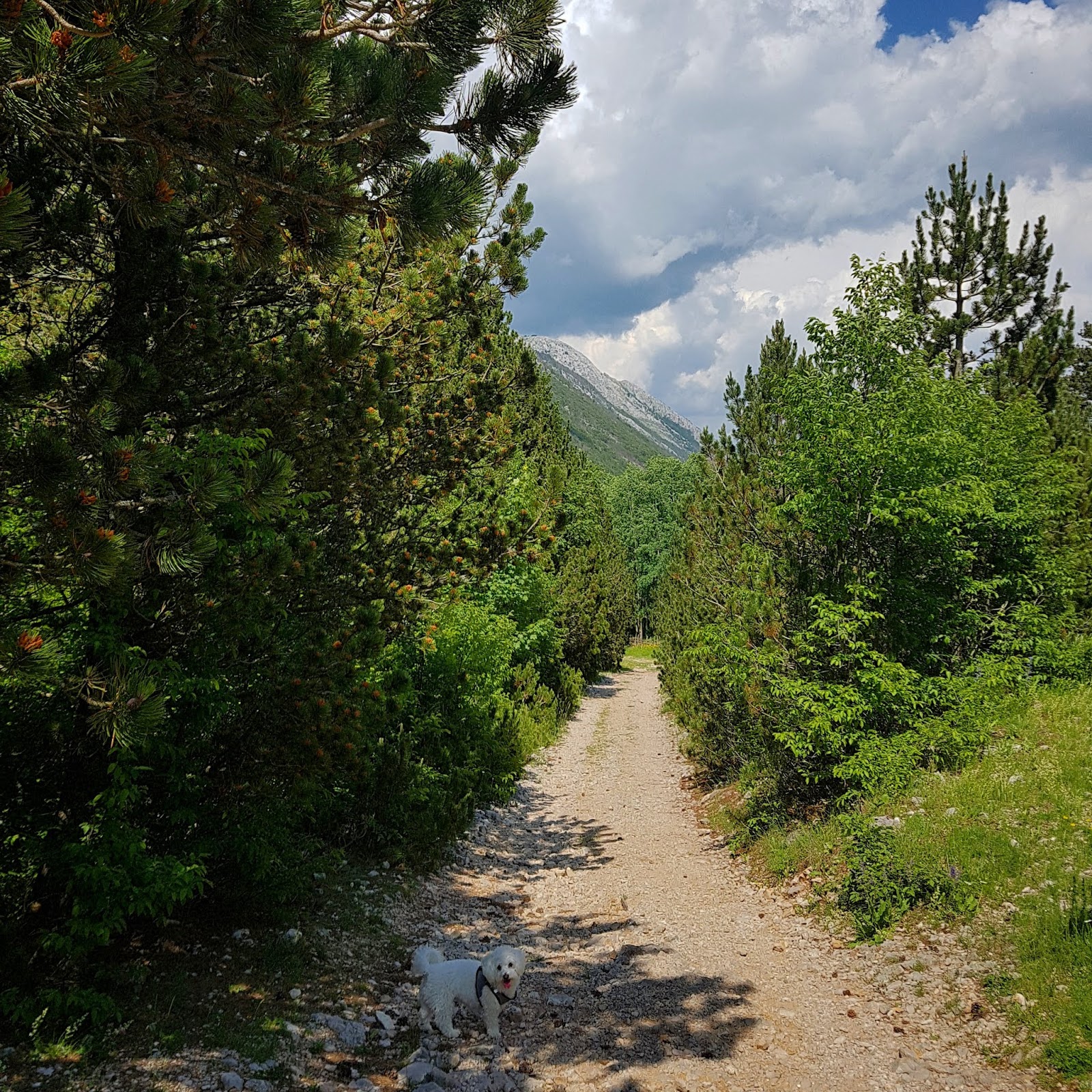 Summer on Mountain Rujiste in Mostar [Through My Lens Nr. 147] - Mersad ...