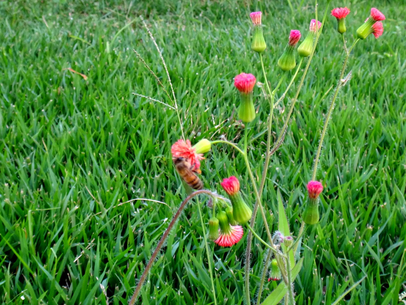 Uma flor por dia: Emília