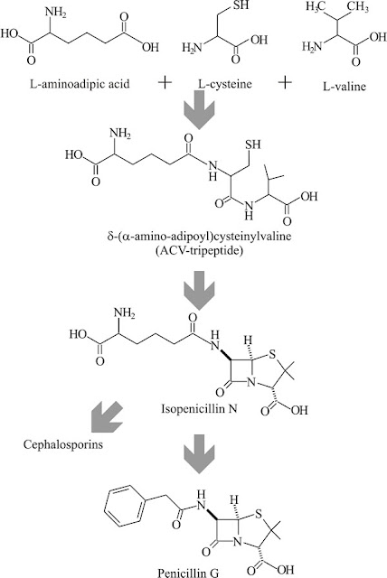 Merlins Micro World: Penicillin production-biosynthesis, media ...