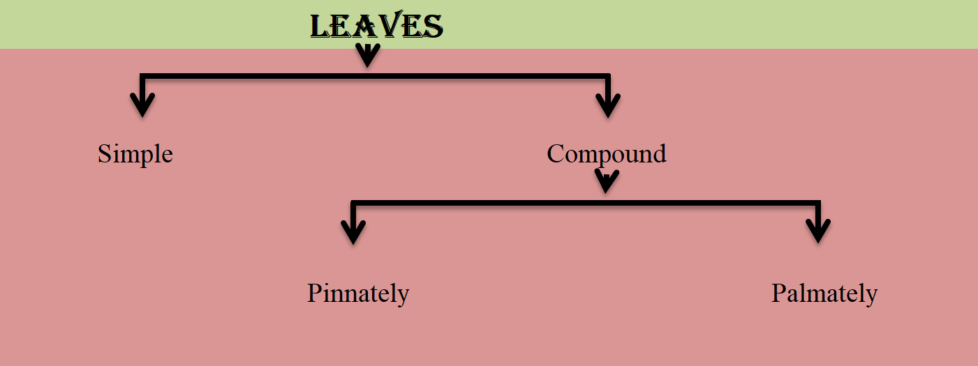 Types of leaves its modification and function | study science