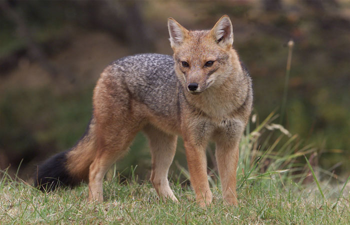 NATURALEZA SILVESTRE DE CHILE