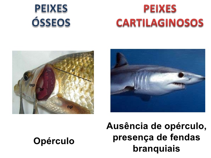 Filo cordados: peixes condrictes e osteíctes. | Biologia: A ciência da vida