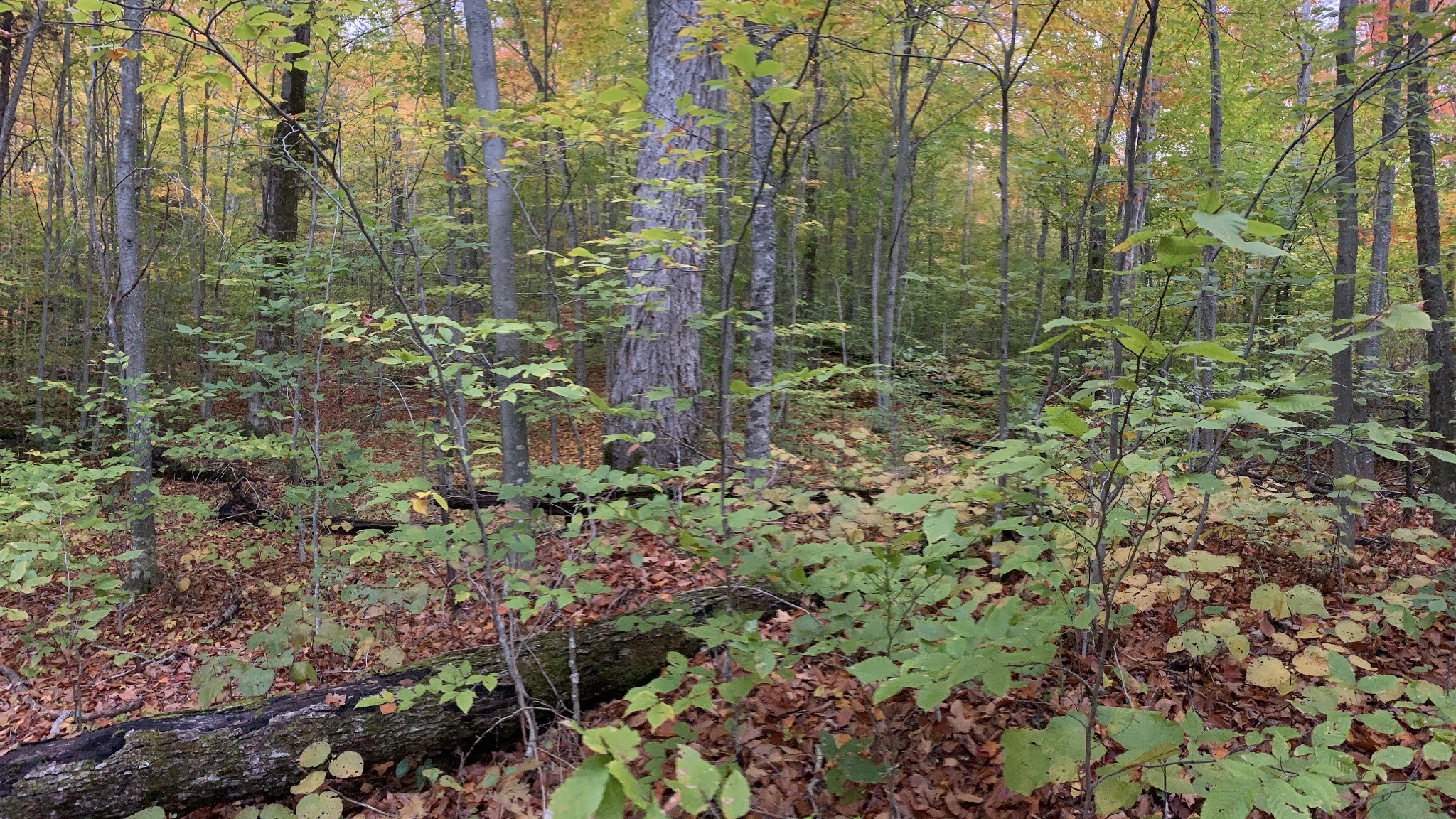 Ecology of Appalachia: Old Growth Beech-Maple-Birch