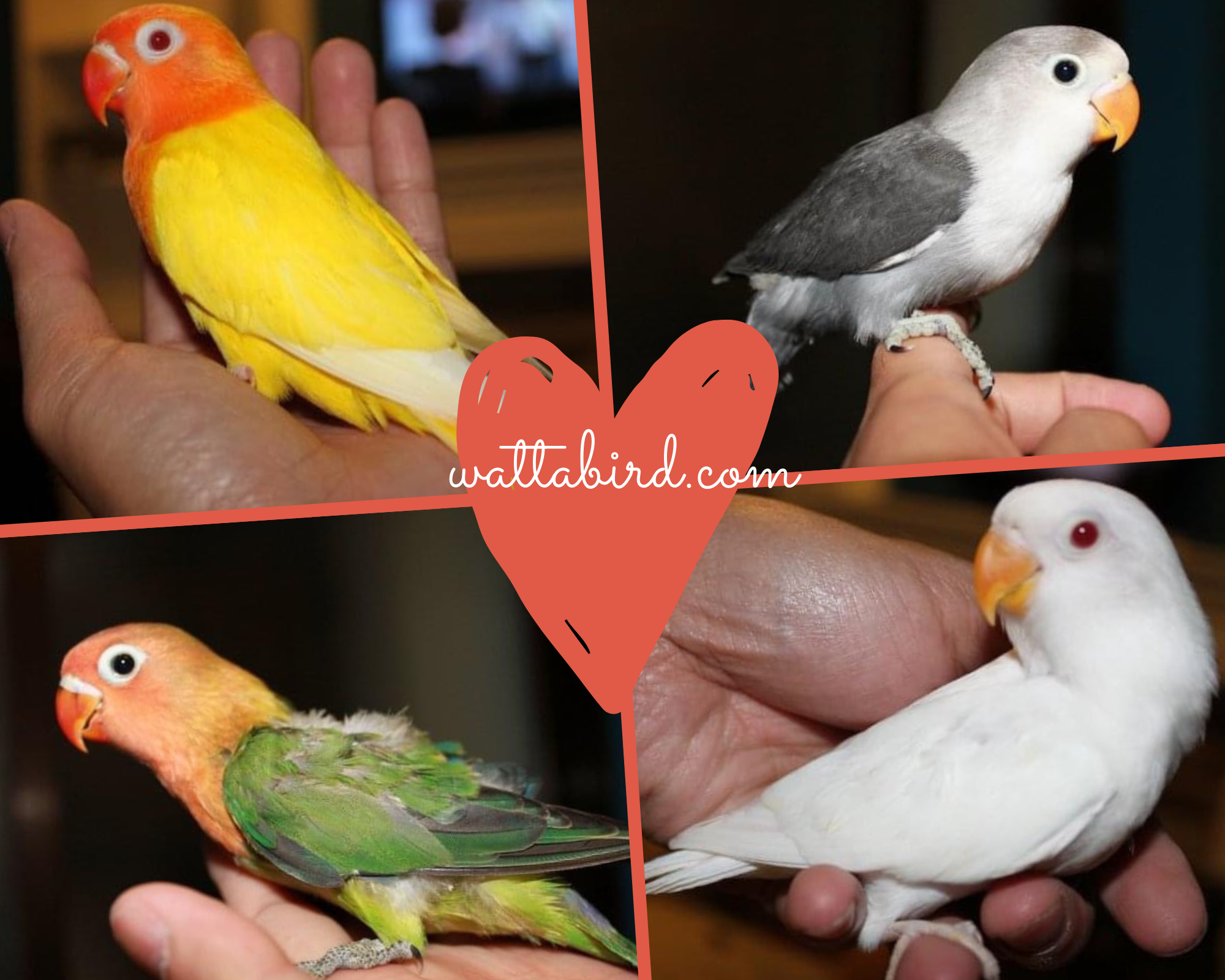 WattaBird! My African LoveBirds Fischer CHICKS (Gallery)
