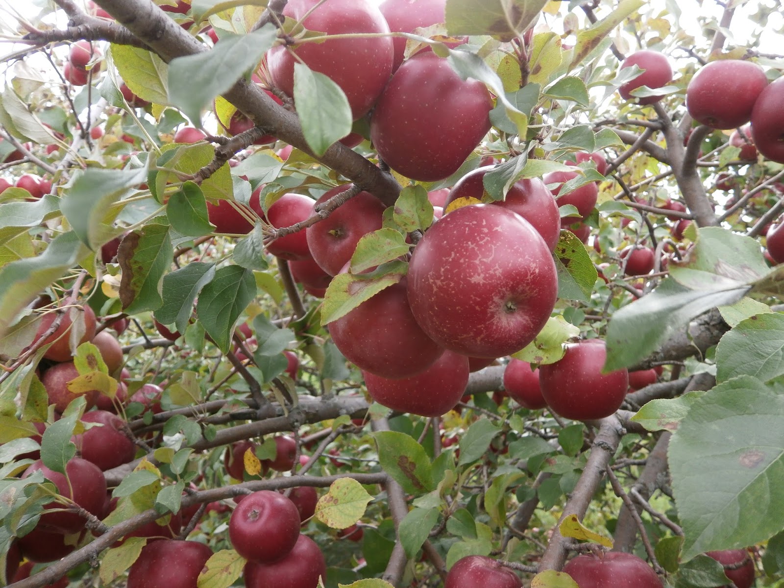 Irish Mountain Orchard: Apple Varieties