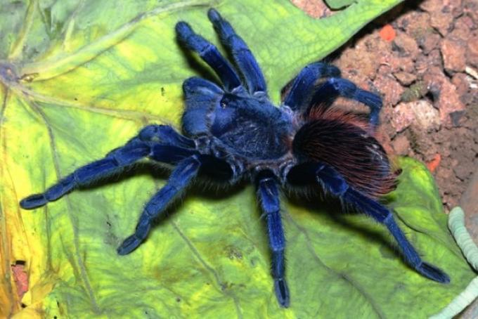 Animales curiosos "LA TARÁNTULA AZUL"