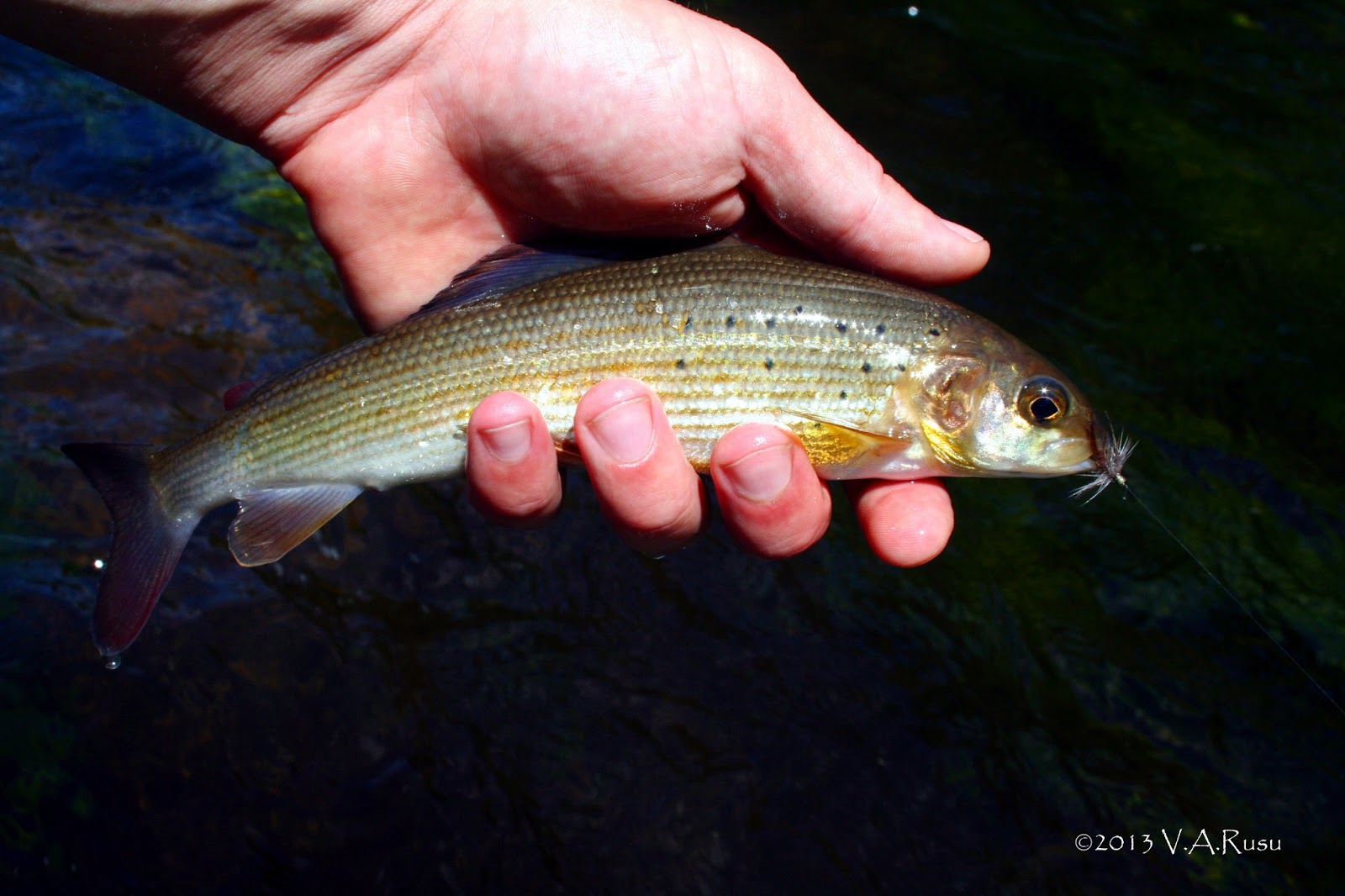 Vladys Fly Fishing Lair: Killer Dry Fly - Modified Jingler (Part I)