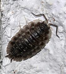 Livet i fjøset: VÅREN NÆRMER SEG......