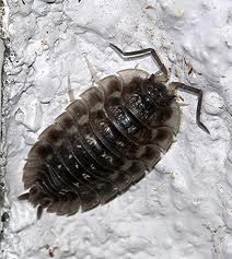 Livet i fjøset: VÅREN NÆRMER SEG......