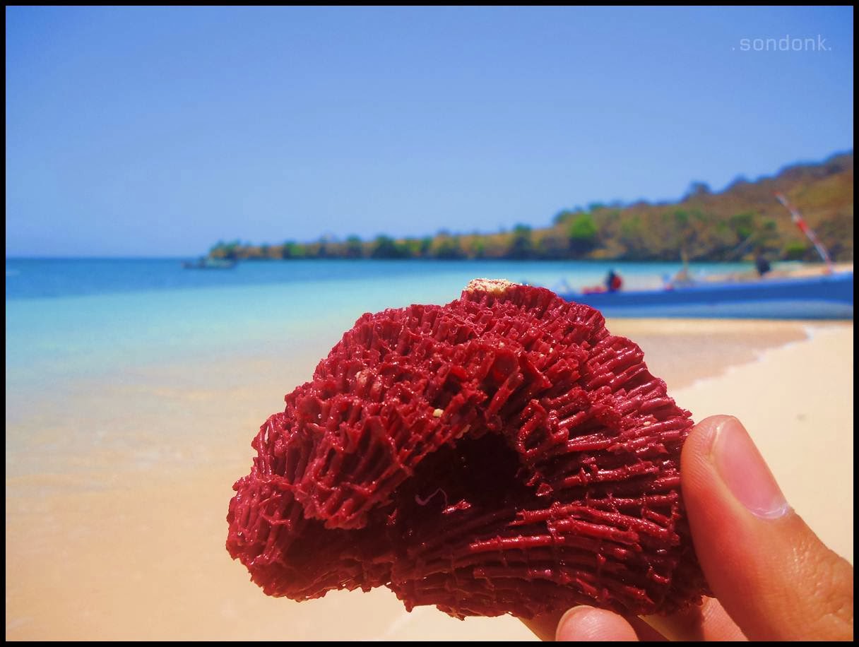 Keindahan Pantai Pink di lombok | Uniknya Nusantara Indonesia