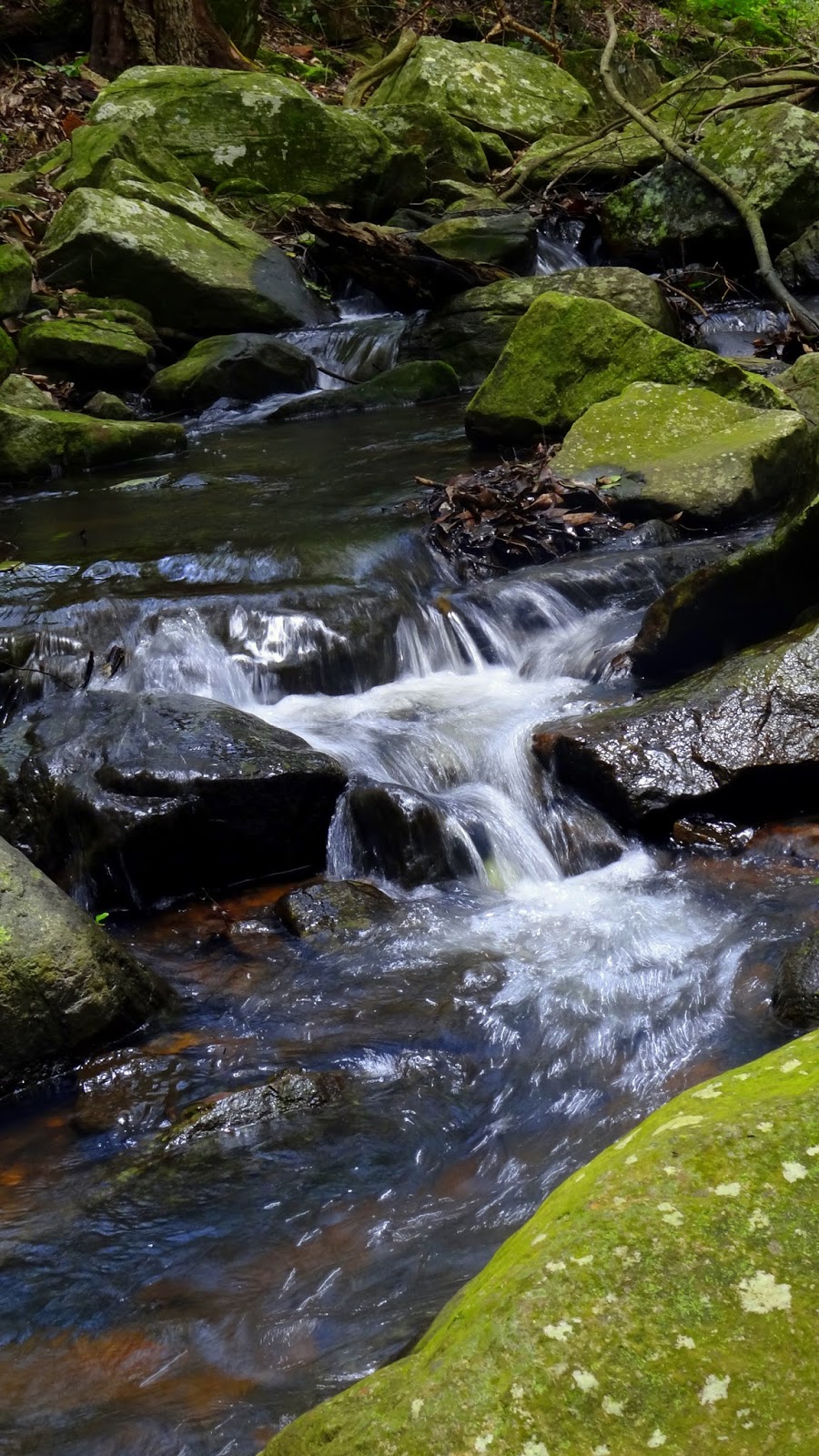 Sathyamangalam Tiger Reserve and Germalam Trek