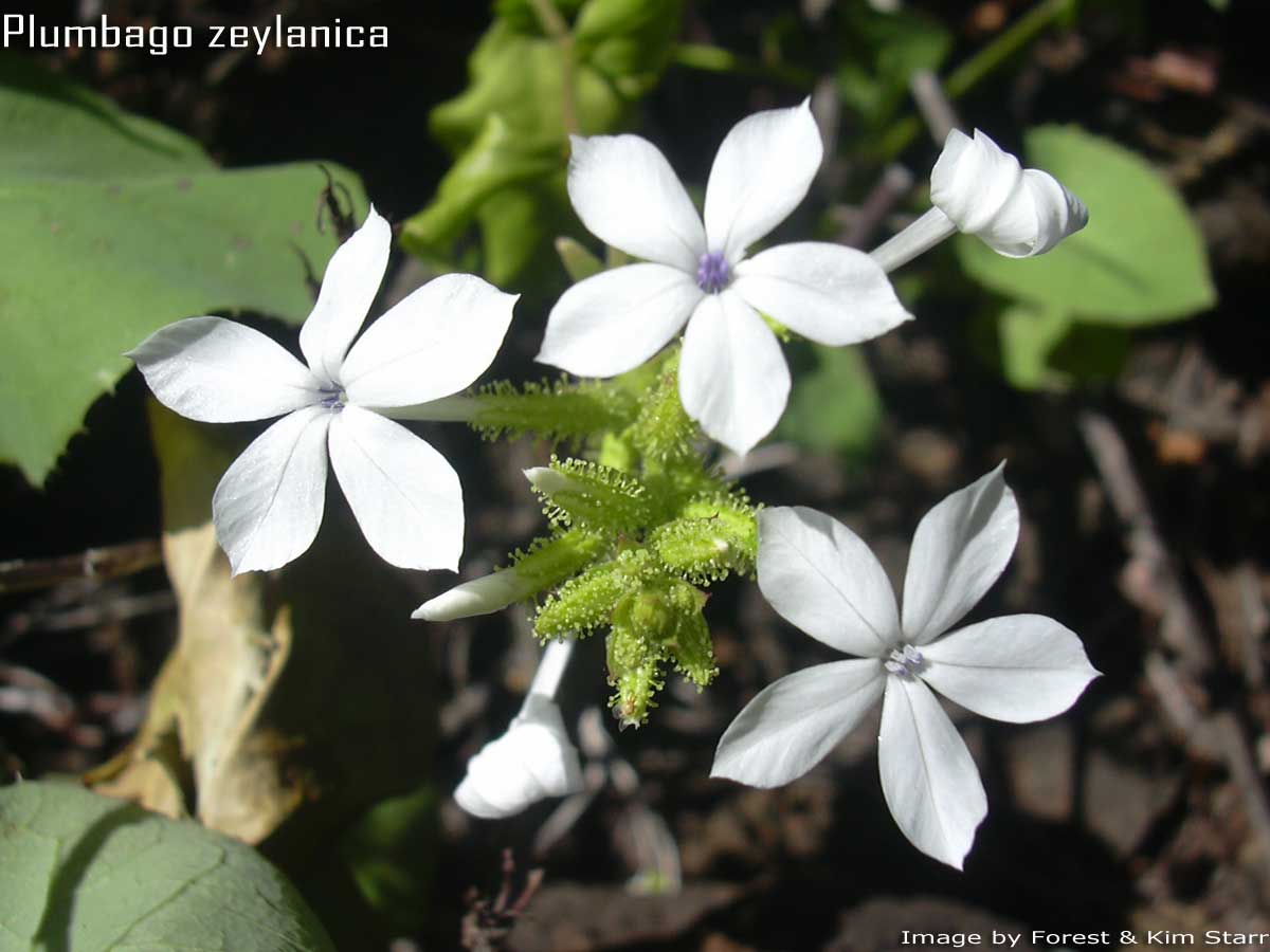 Medicinal Plants: Plumbago zeylanica, Chitraka, Chitramulam, Koduveli