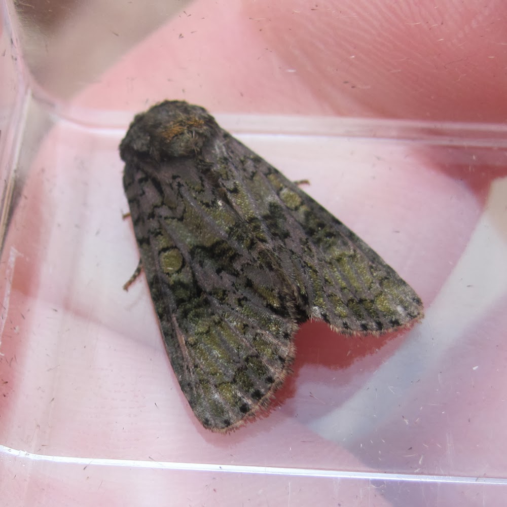 Binoculars, net and bug pots...: My Moths of 2013