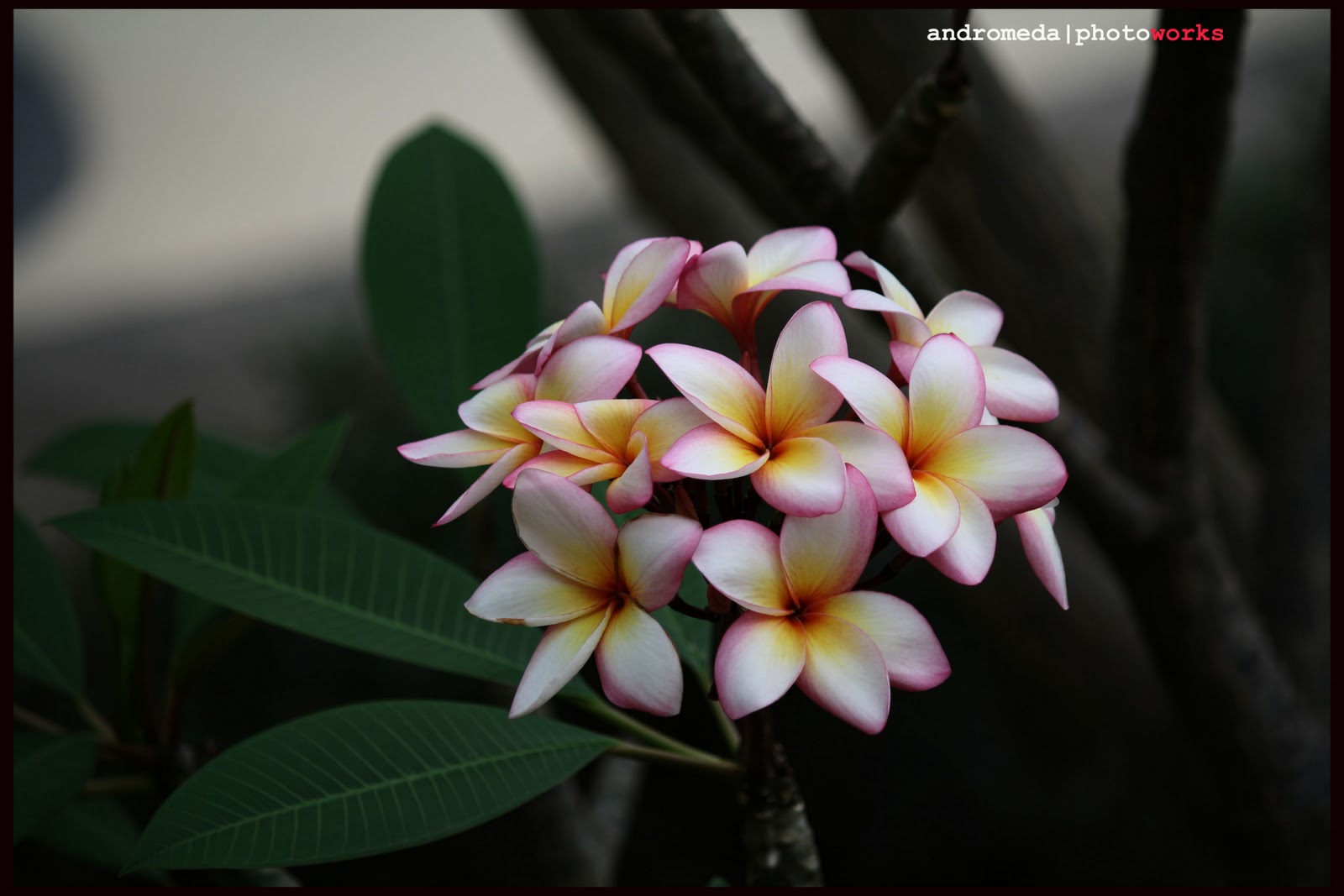 Ide Terkini Bunga Kemboja