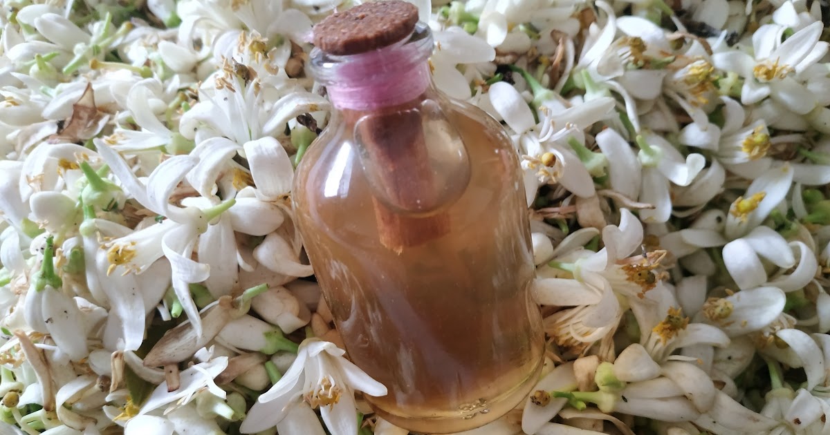 Distillation Orange Blossom Water Benefits And Methods Of Use