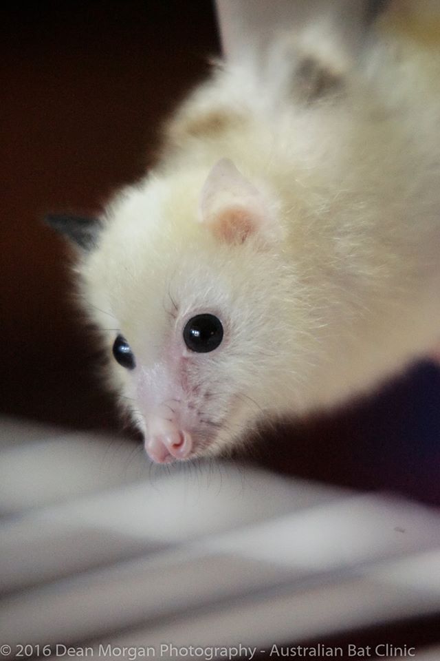 White Wolf : World Rarest Bat: Meet Very Unique Rescued Grey Headed ...