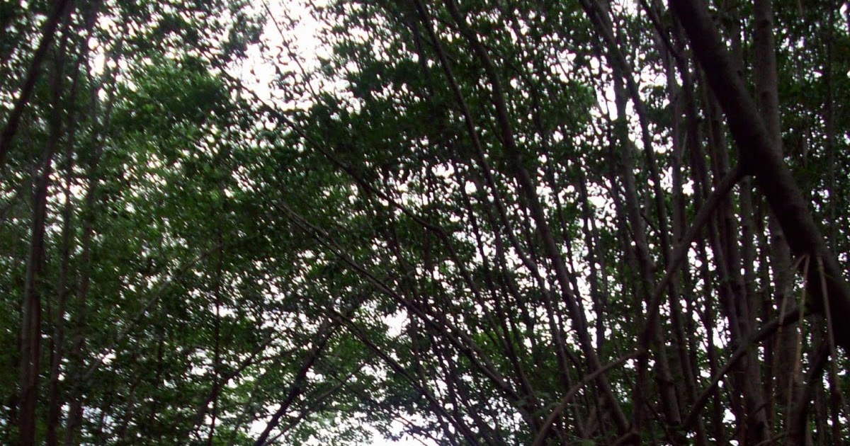 FALSE BLUFF NICARAGUA: Smokey Lane Lagoon - RAAS, Nicaragua