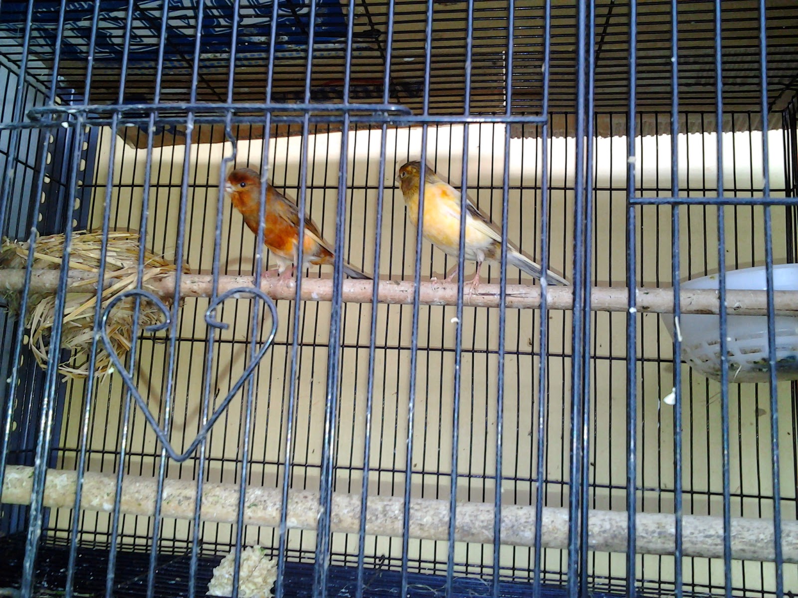 Jual Burung Kenari Yogyakarta: Kenari AF Super