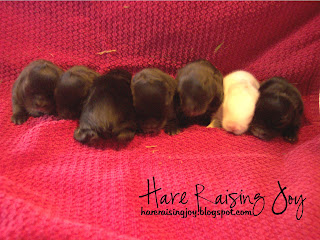 Hare Raising Joy: Baby Bunnies - Nine Day Old Pictures