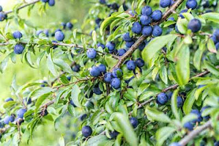 Los usos del endrino | DIARIO DE UN FISICOCULTURISTA