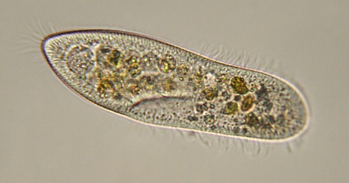 Biology A+: Nota 6: Paramesium sp.
