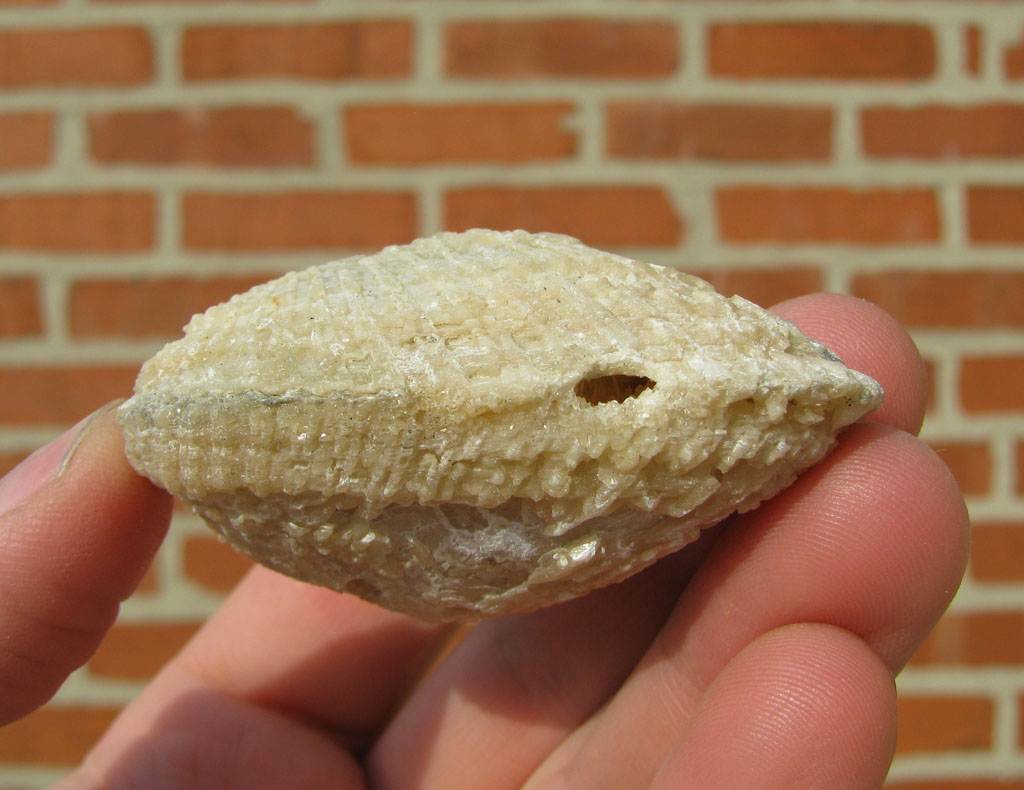 Views of the Mahantango: Anadara sp. fossil Pelecypod from Florida