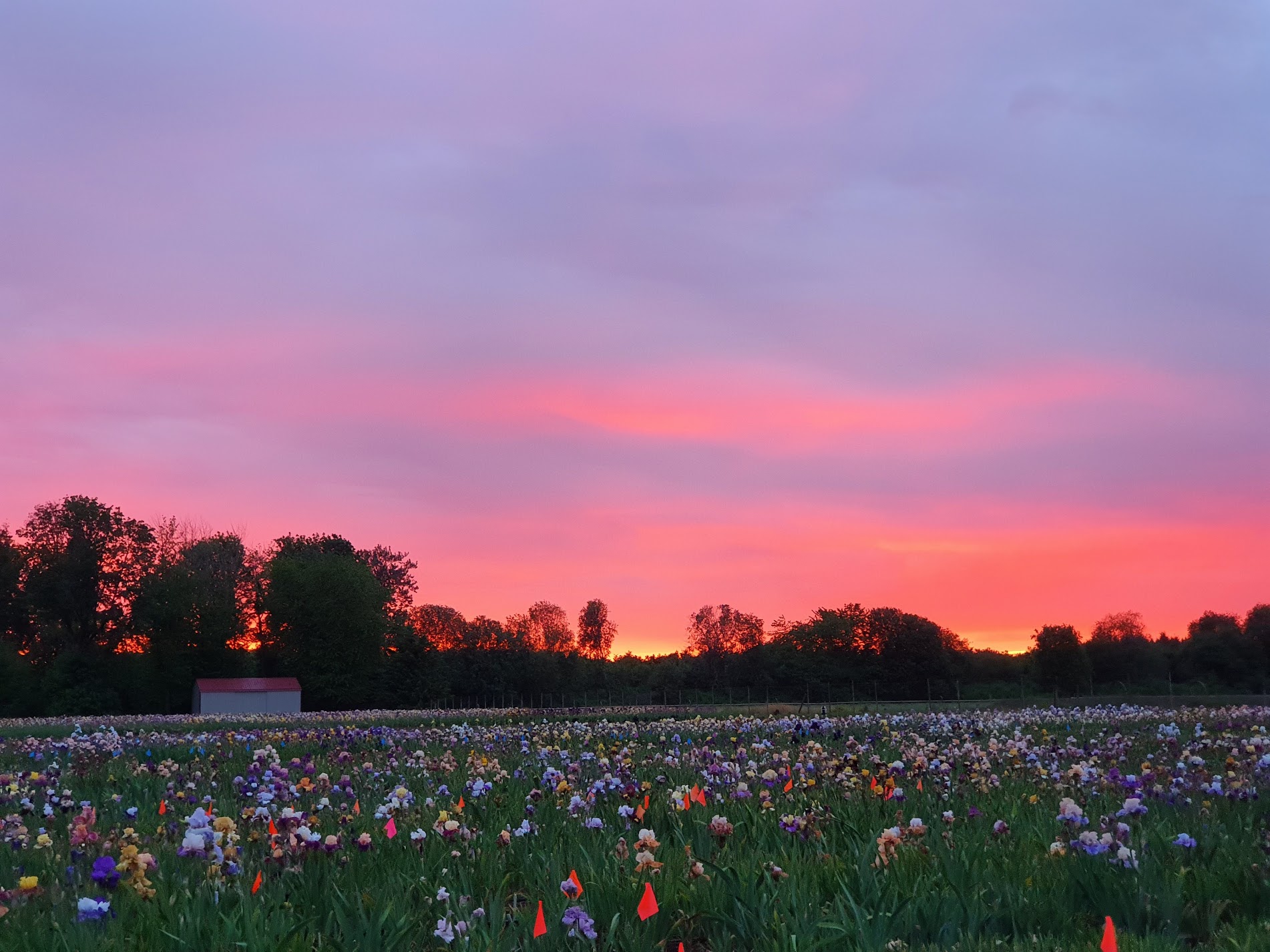 World of Irises: A Trip Down Memory Lane - Part Two