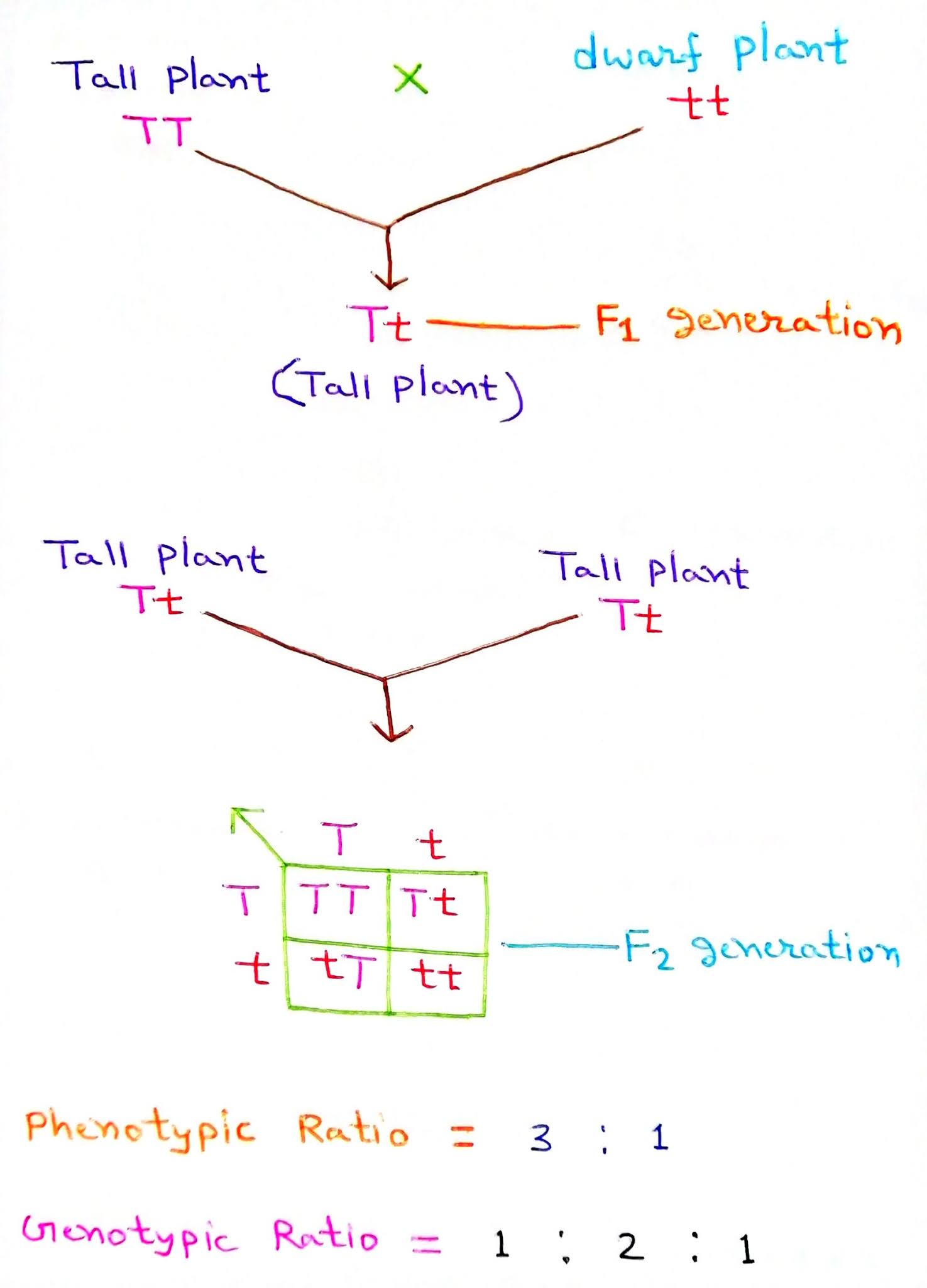 Dominance Relationships and Gene Interactions